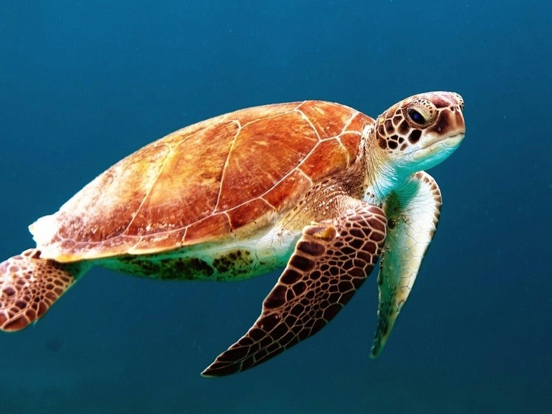 Animals of Tunisia: The Complete List - Flora Fauna Fun