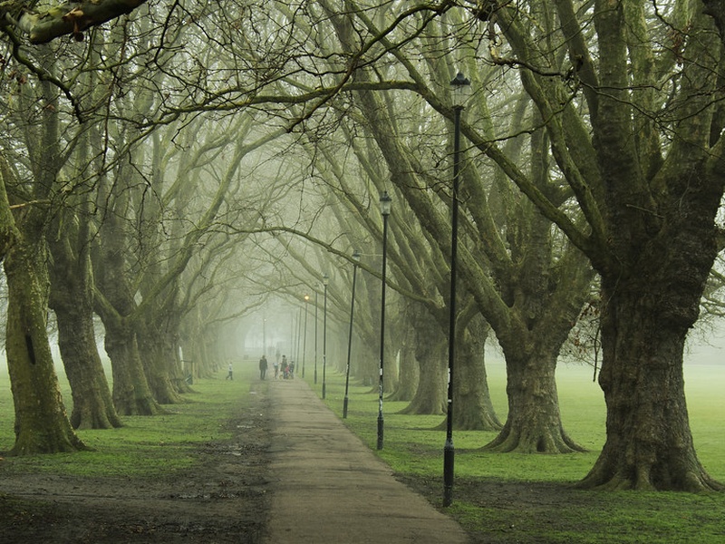 Trees of Denmark: The Complete List - Flora Fauna Fun