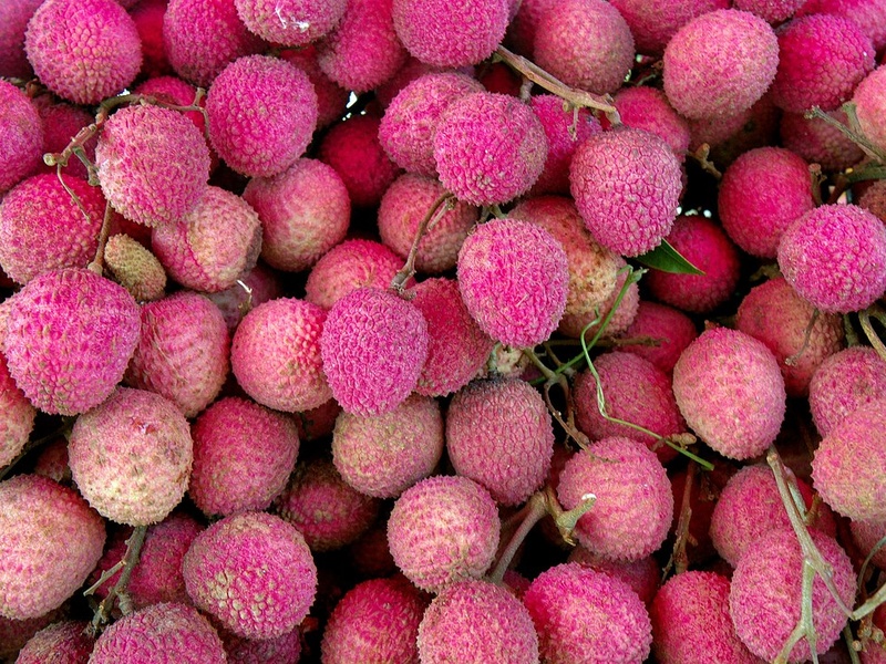 China's Native Plants - Flora Fauna Fun