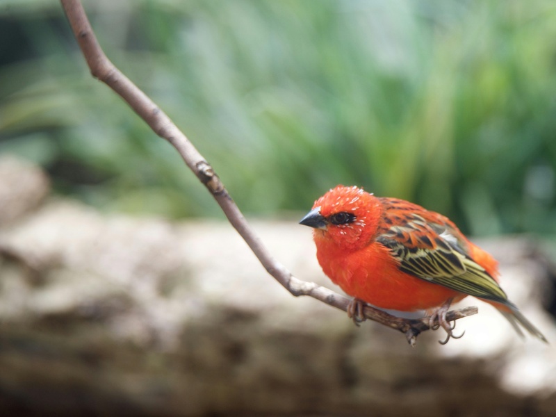 Birds of Mauritius: The Complete List - Flora Fauna Fun