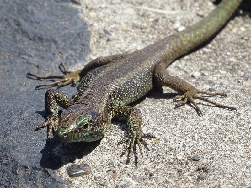 Animals Only Found In Portugal - Flora Fauna Fun