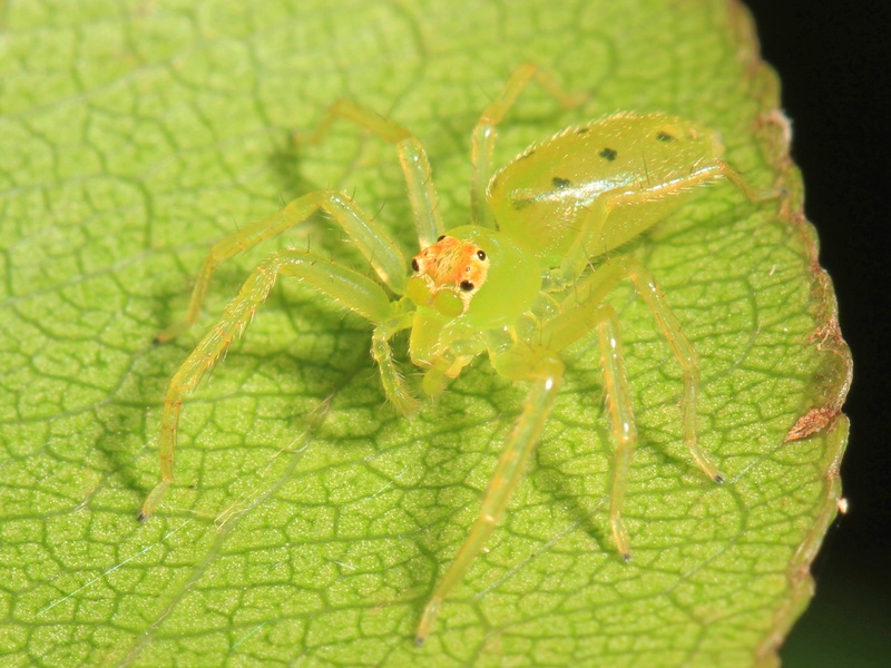 The Complete List of Green Spiders - Flora Fauna Fun