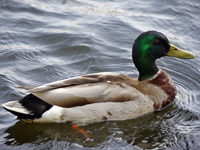 Birds of Romania: The Complete List - Flora Fauna Fun
