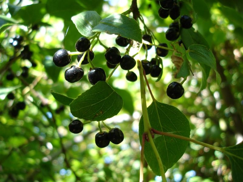 Fruits Of Chile: The Complete List - Flora Fauna Fun
