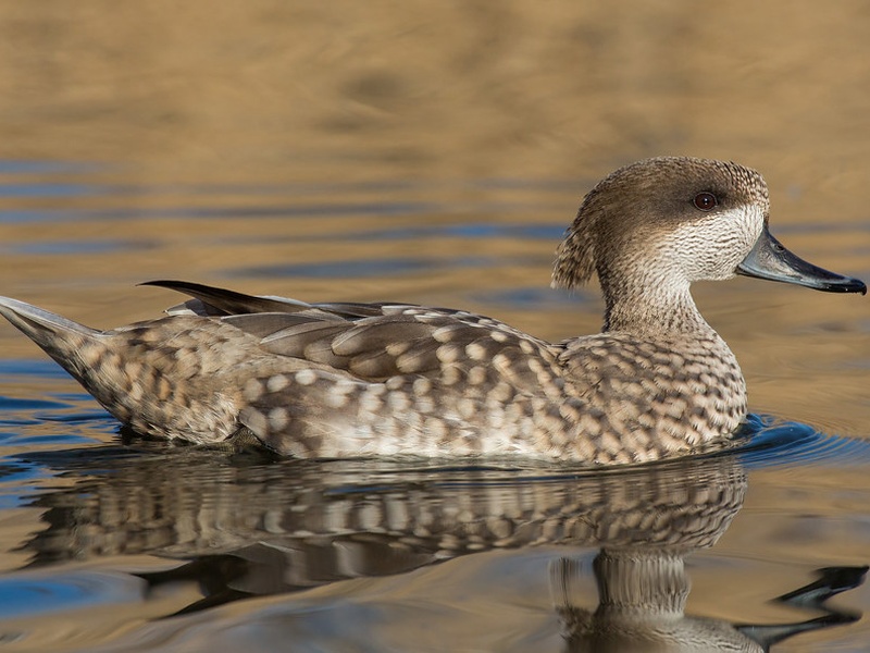 Birds of Romania: The Complete List - Flora Fauna Fun