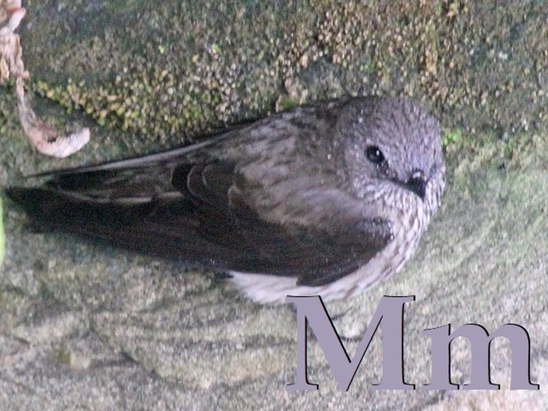 Birds of Mauritius: The Complete List - Flora Fauna Fun
