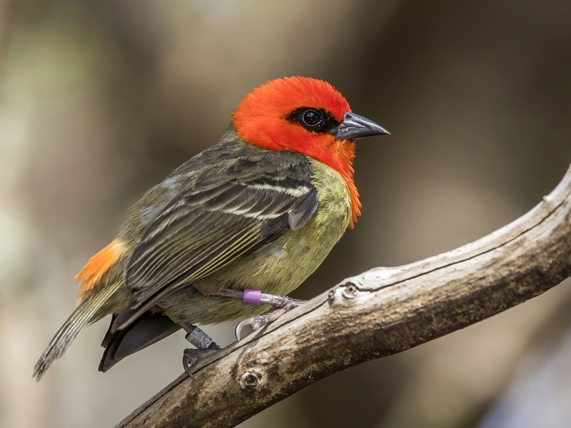 Birds of Mauritius: The Complete List - Flora Fauna Fun