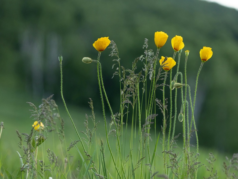 The Complete List of Flowers That Start With M - Flora Fauna Fun