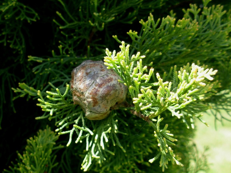 Plants of Israel: The Complete List - Flora Fauna Fun