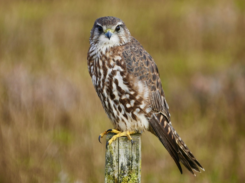 Taiga Carnivores: The Complete List - Flora Fauna Fun