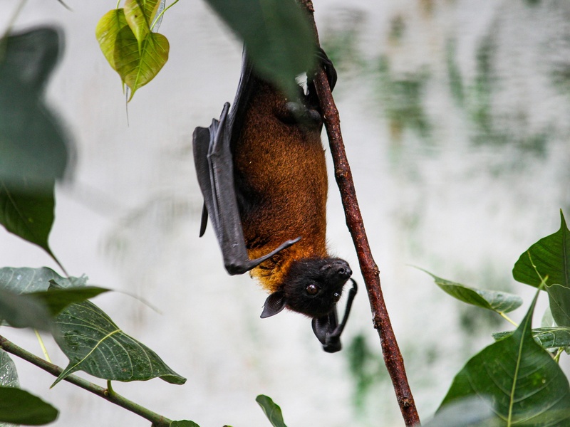 Animals of Antigua and Barbuda: The Complete List - Flora Fauna Fun