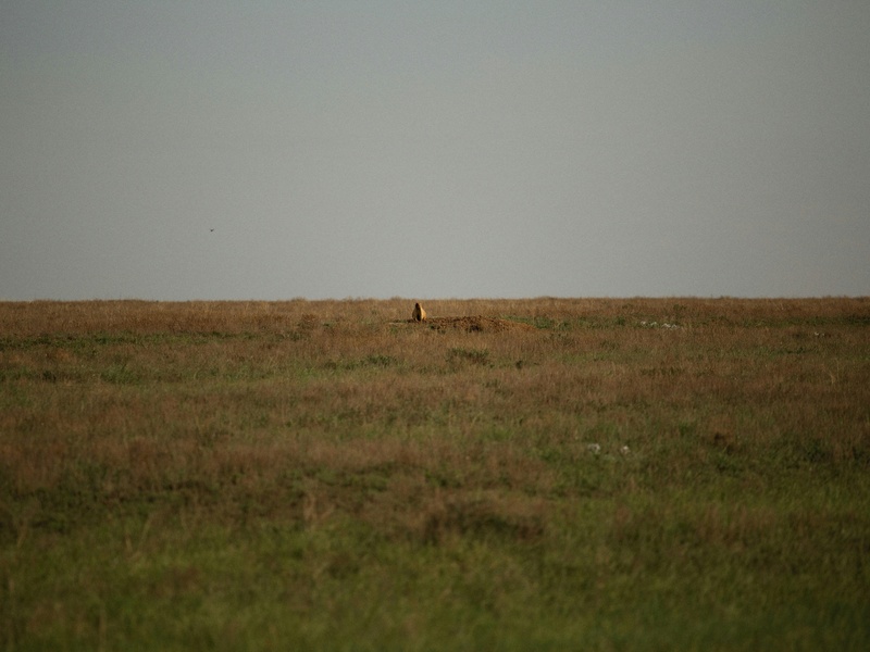The Complete List of Endangered Prairie Animals - Flora Fauna Fun