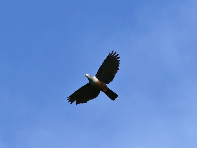 List of Micronesia's Native Animals - Flora Fauna Fun