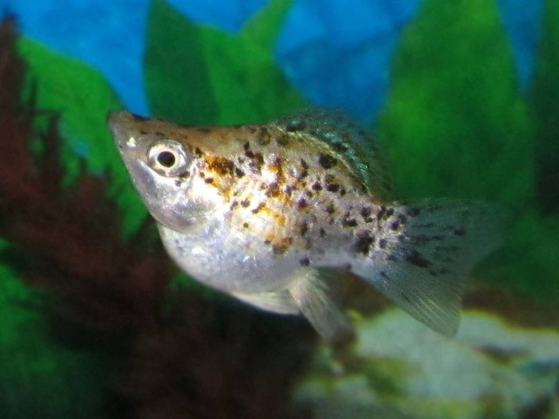 List of Cute Fish - Flora Fauna Fun