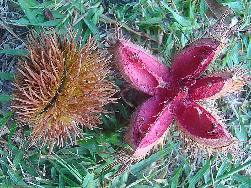 Plants of Panama - Flora Fauna Fun