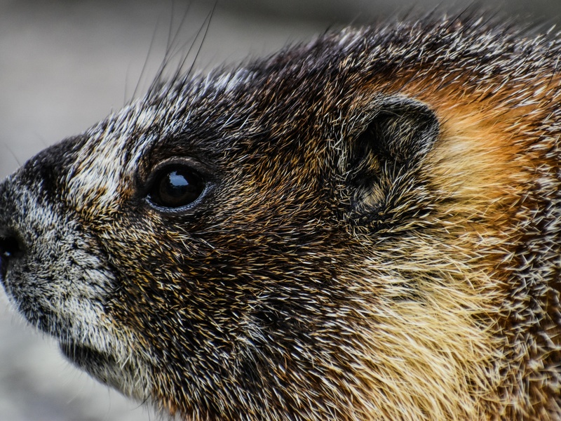 The Complete List of Mammals That Start With M - Flora Fauna Fun