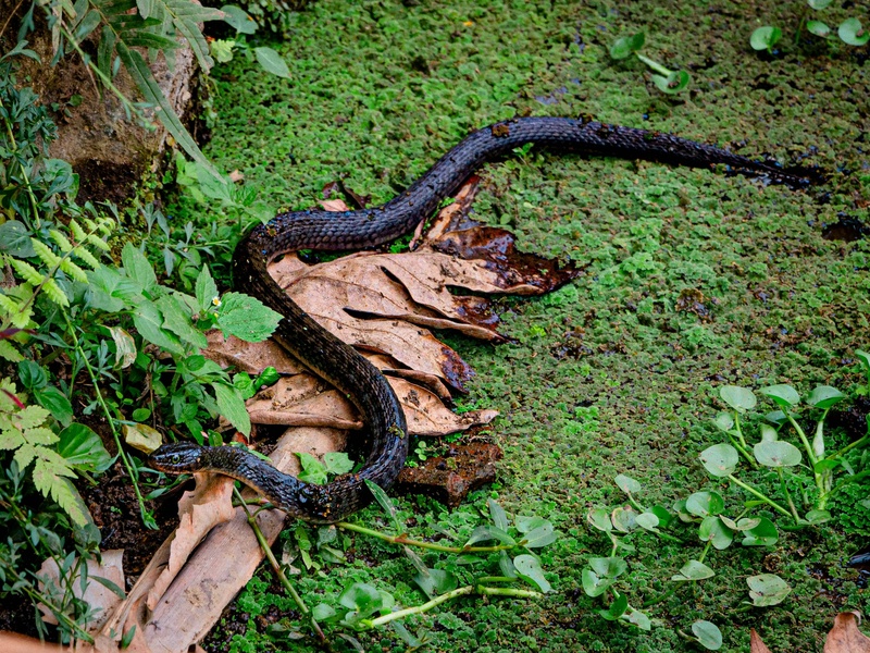 List of Wetland Snakes - Flora Fauna Fun
