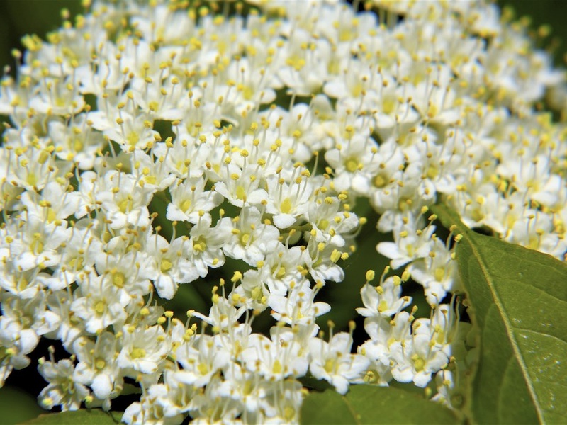 Forest Fruits: The Complete List - Flora Fauna Fun