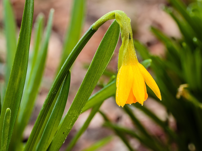 The Complete List of Flowers That Start With N - Flora Fauna Fun