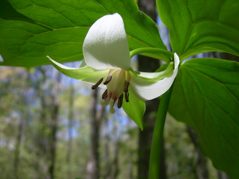 The Complete List of Flowers That Start With N - Flora Fauna Fun