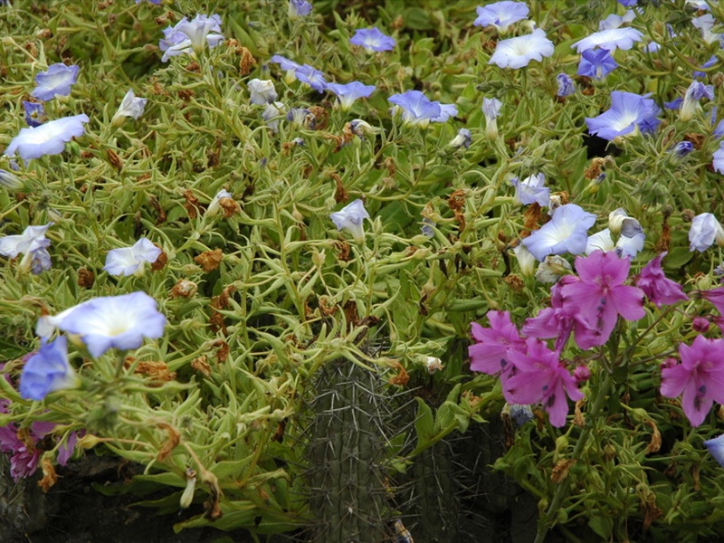 The Complete List of Flowers That Start With N - Flora Fauna Fun