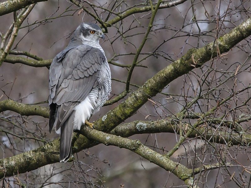 Taiga Carnivores: The Complete List - Flora Fauna Fun