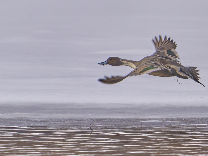 Birds of Romania: The Complete List - Flora Fauna Fun