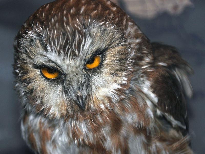 Taiga Carnivores: The Complete List - Flora Fauna Fun