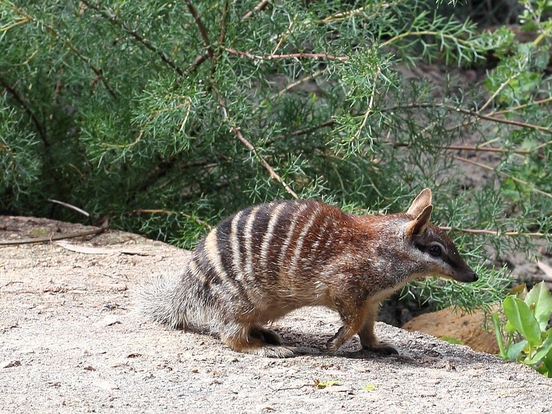 The Complete List of Common Animals That Start With N - Flora Fauna Fun