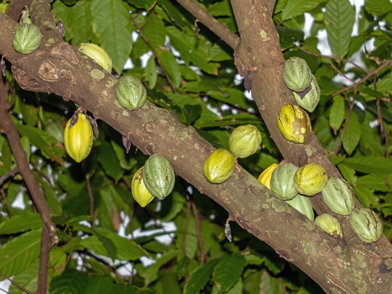 List of Trees of Guyana - Flora Fauna Fun