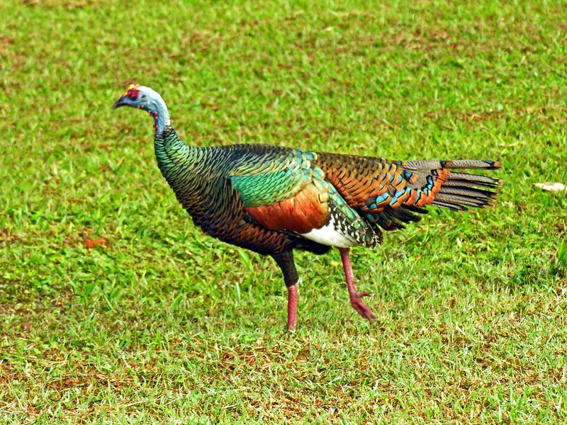 The Complete List of Common Animals That Start With O - Flora Fauna Fun