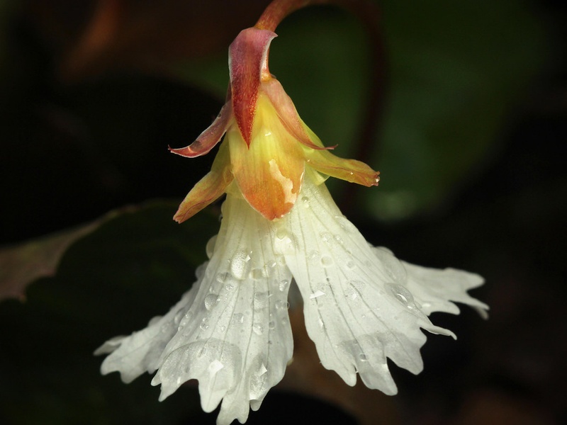 The Complete List of Flowers That Start With O - Flora Fauna Fun