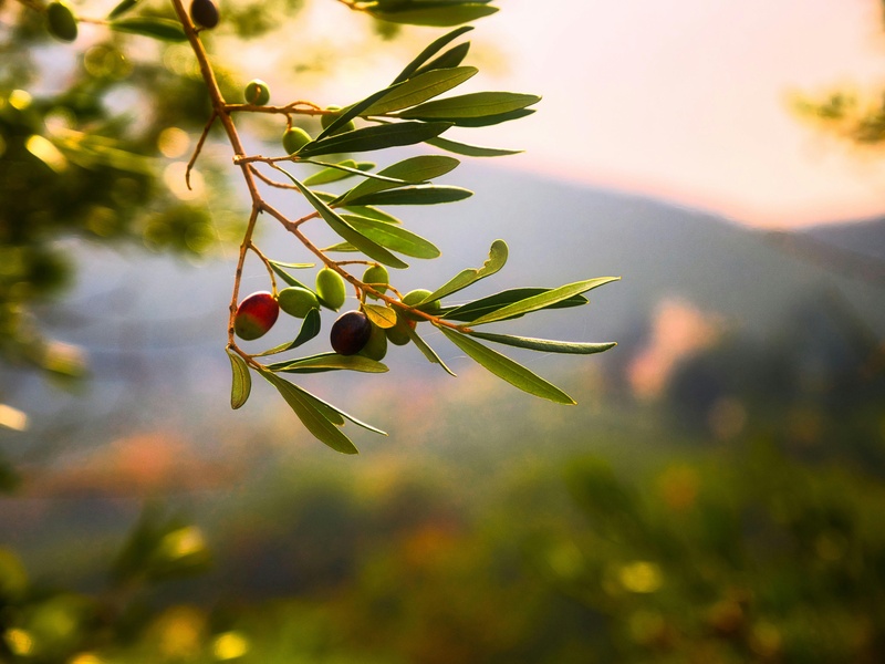 Plants of Israel: The Complete List - Flora Fauna Fun