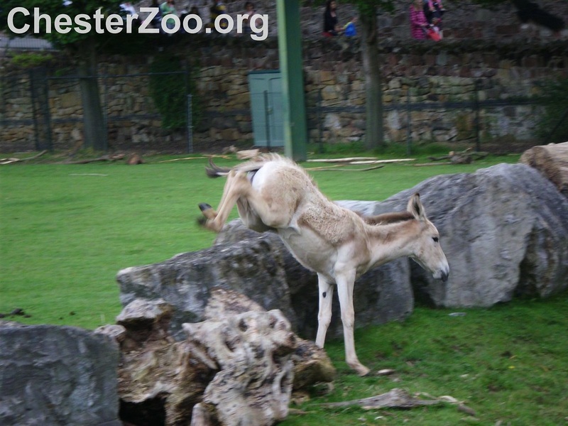 The Complete List of Common Animals That Start With O - Flora Fauna Fun