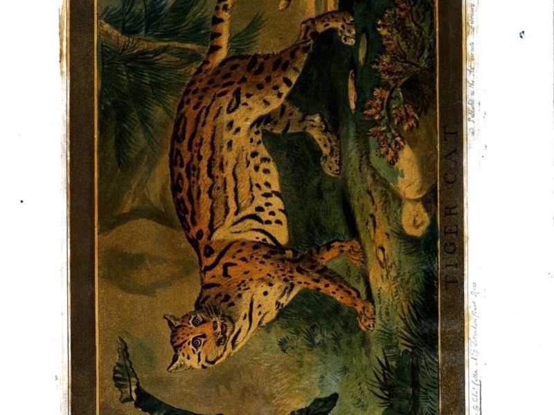 The Complete List of Mammals That Start With O - Flora Fauna Fun