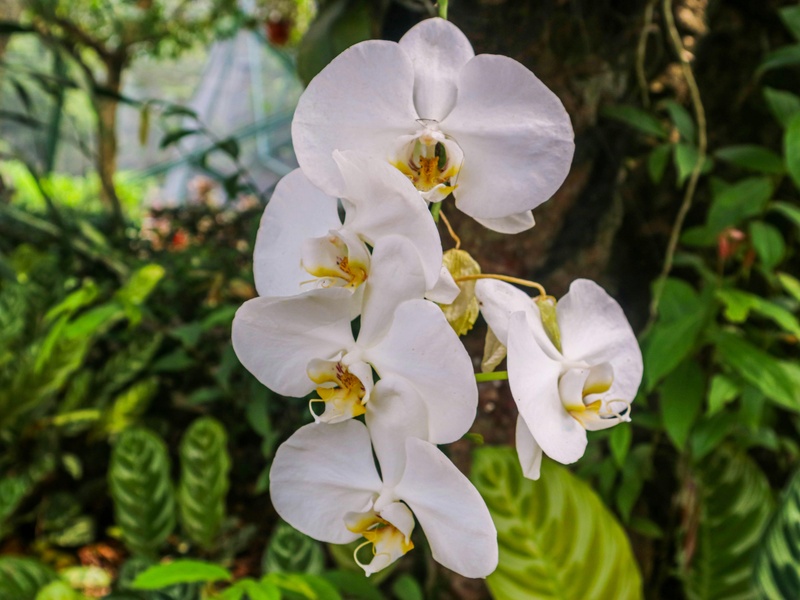 The Complete List of Flowers That Start With O - Flora Fauna Fun