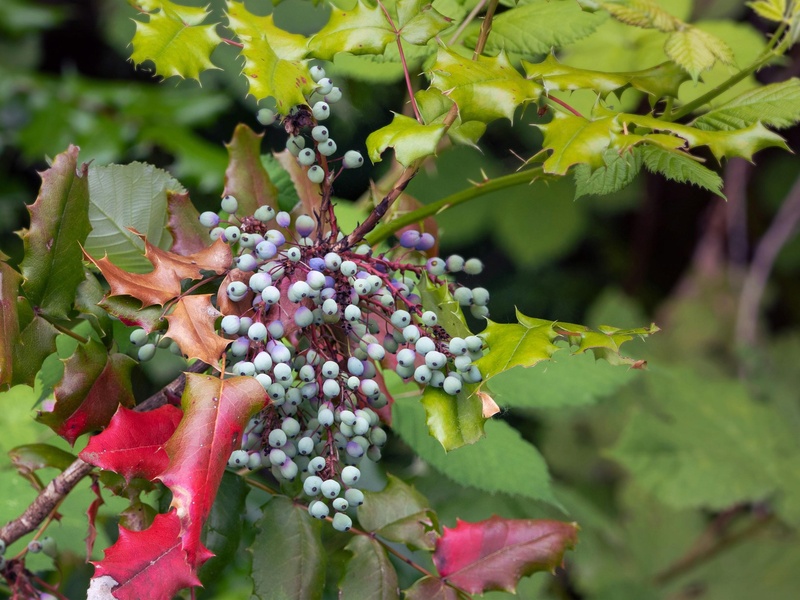 Forest Fruits: The Complete List - Flora Fauna Fun