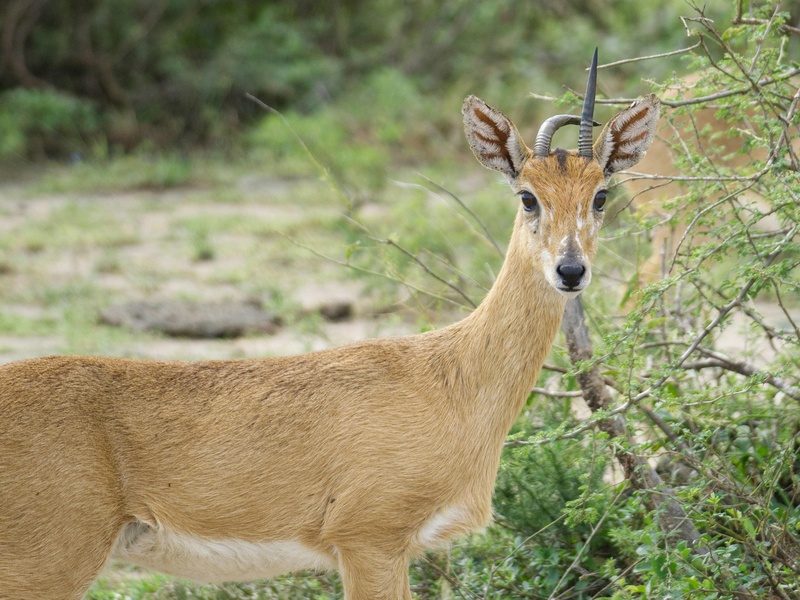 The Complete List of African Savanna Primary Consumers - Flora Fauna Fun