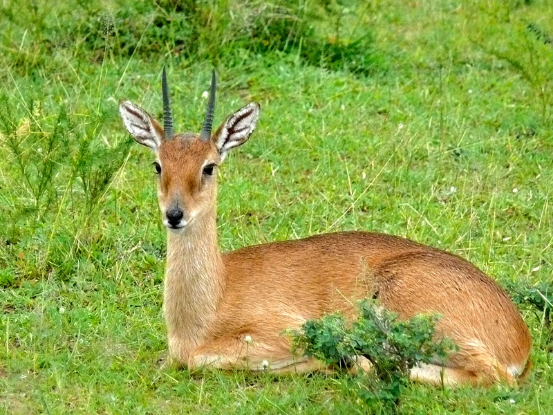 The Complete List of Common Animals That Start With O - Flora Fauna Fun