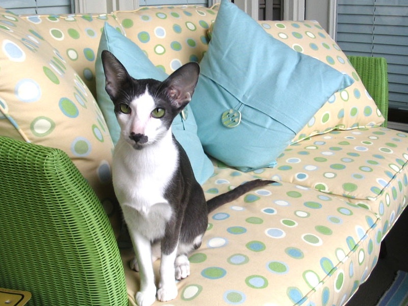 Odd-Eyed Cat Breeds: The Complete List - Flora Fauna Fun