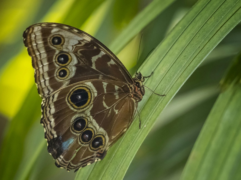 List of Amazon Rainforest Insects - Flora Fauna Fun