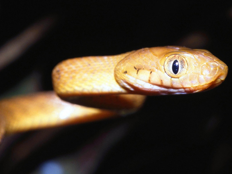 List of Micronesia's Native Animals - Flora Fauna Fun