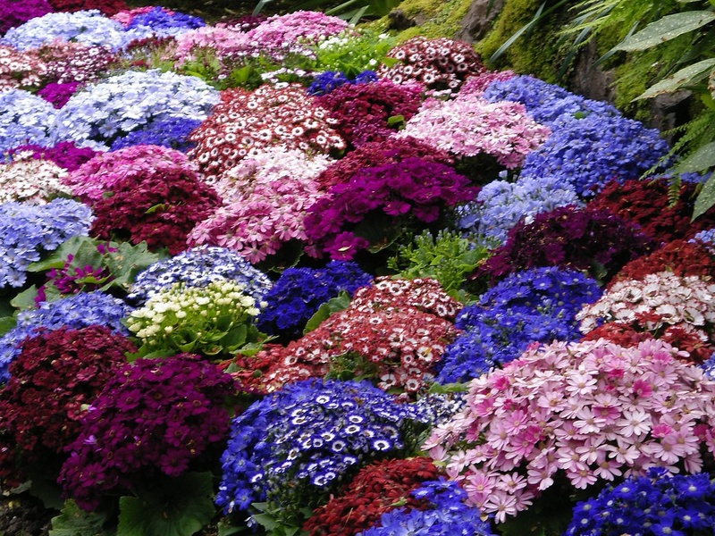 The Complete List of Flowers That Start With P - Flora Fauna Fun