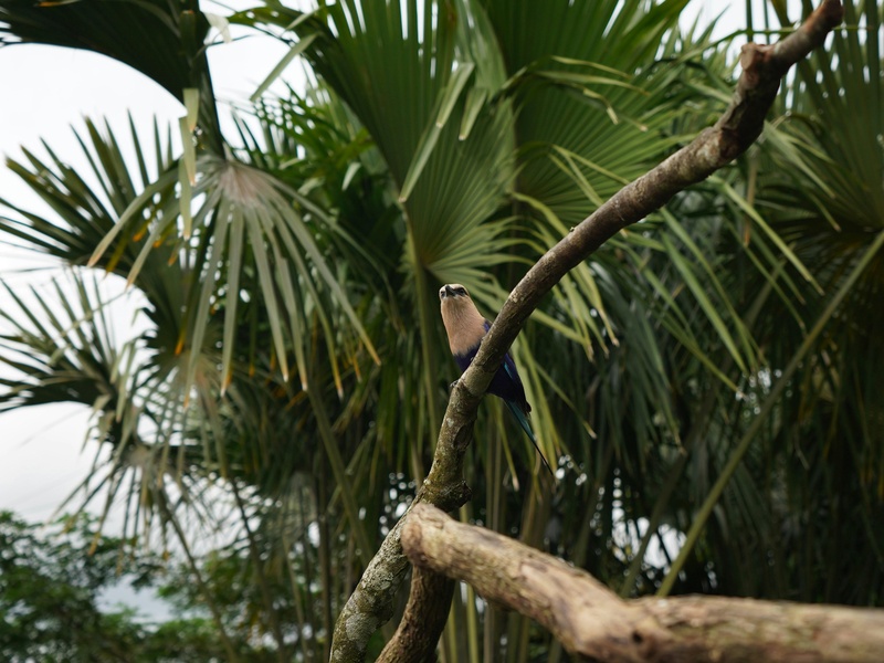 List of Micronesia's Native Animals - Flora Fauna Fun