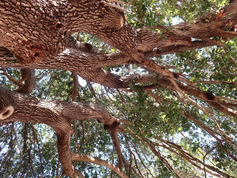 Plants of Israel: The Complete List - Flora Fauna Fun