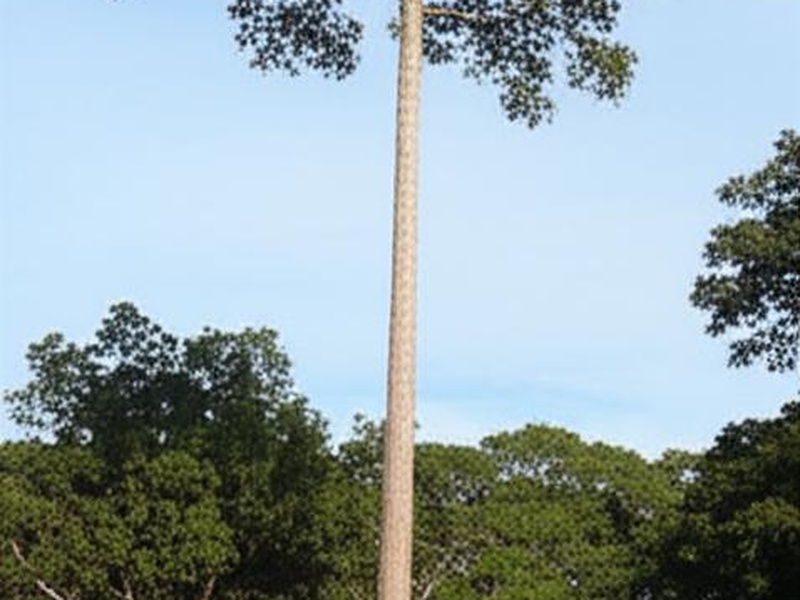 List of Trees of Guyana - Flora Fauna Fun