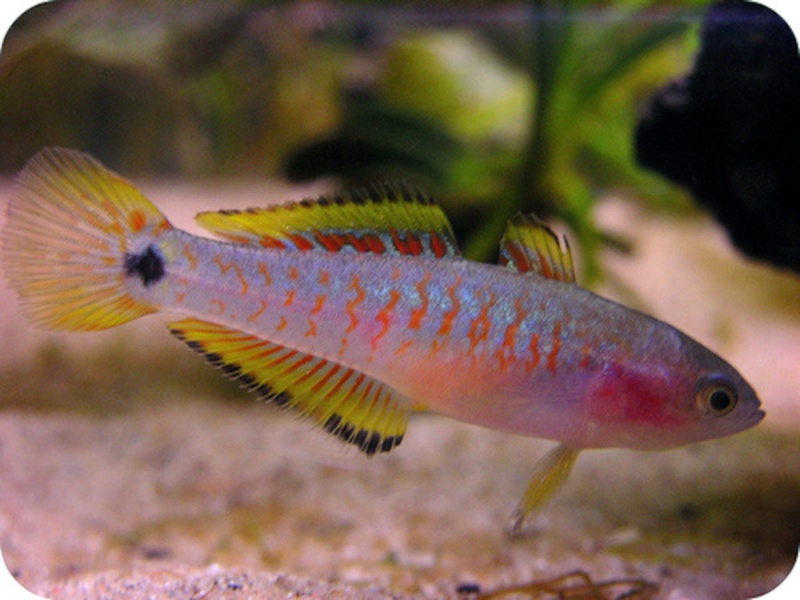 List of Cute Fish - Flora Fauna Fun