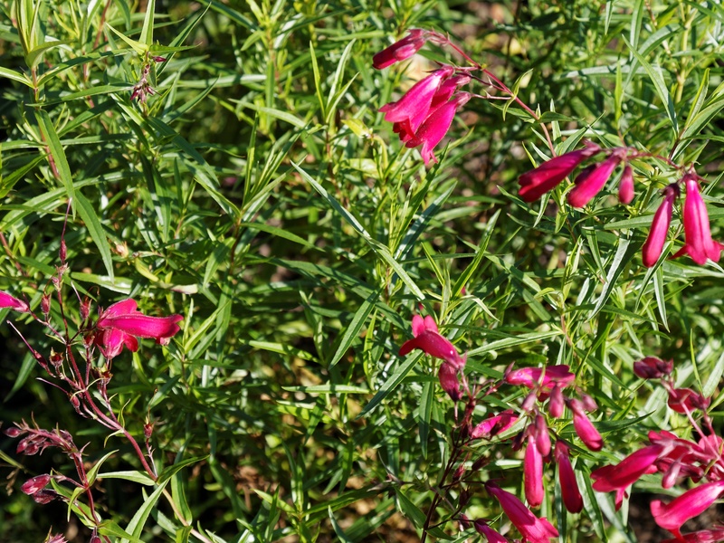 The Complete List of Flowers That Start With P - Flora Fauna Fun