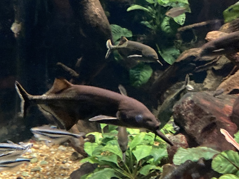 List of Fish of the Republic of the Congo - Flora Fauna Fun