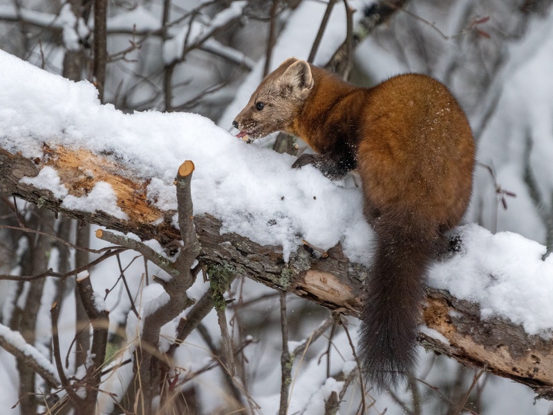 Taiga Carnivores: The Complete List - Flora Fauna Fun